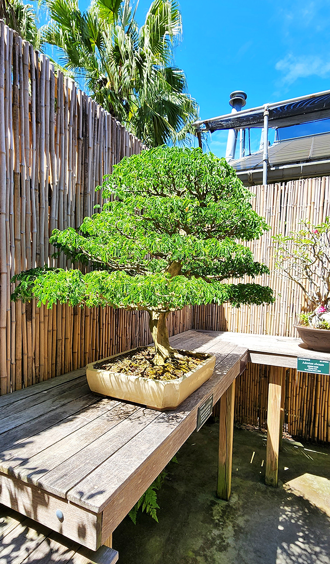 Bonsai: This miniature masterpiece demonstrates the perfect balance between human artistry and natural growth, decades of patience captured in a single pot.