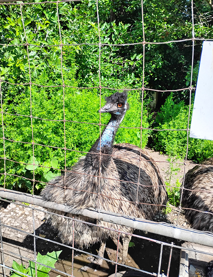 An emu peers through the fence with prehistoric curiosity, its dinosaur-like gaze a reminder of birds' ancient lineage.