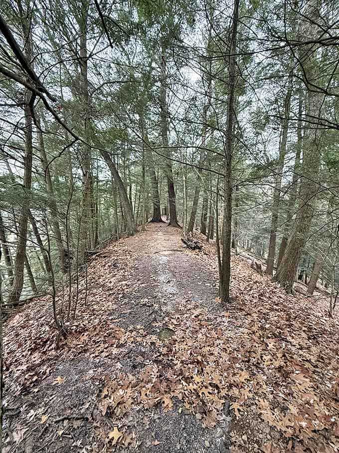 A narrow ridge trail winds through ancient trees, where dappled sunlight plays hide-and-seek with forest shadows.