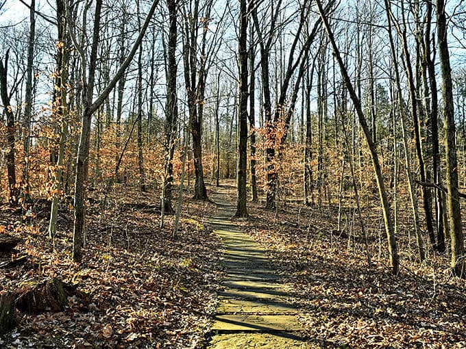 Autumn's golden carpet blankets the trail, creating a path that seems to lead straight into a fairy tale.