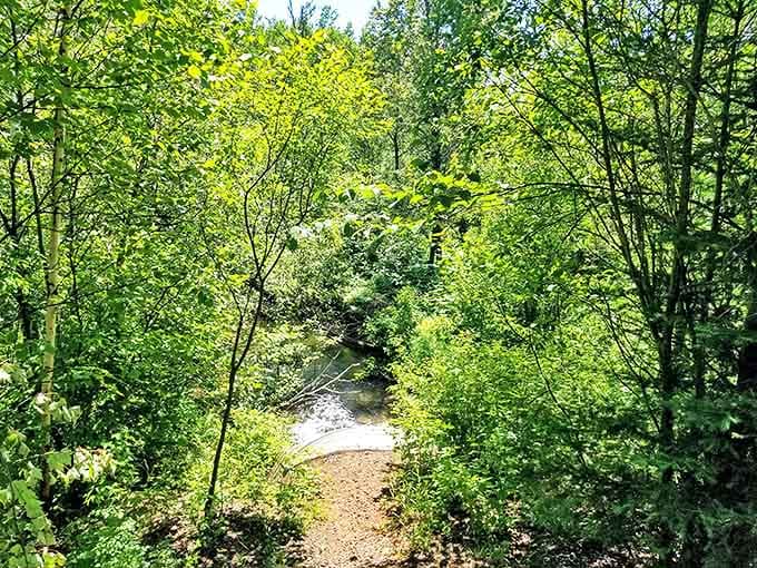 Nature reclaims its territory along quiet stretches where sunlight filters through leaves, creating a cathedral of green serenity.
