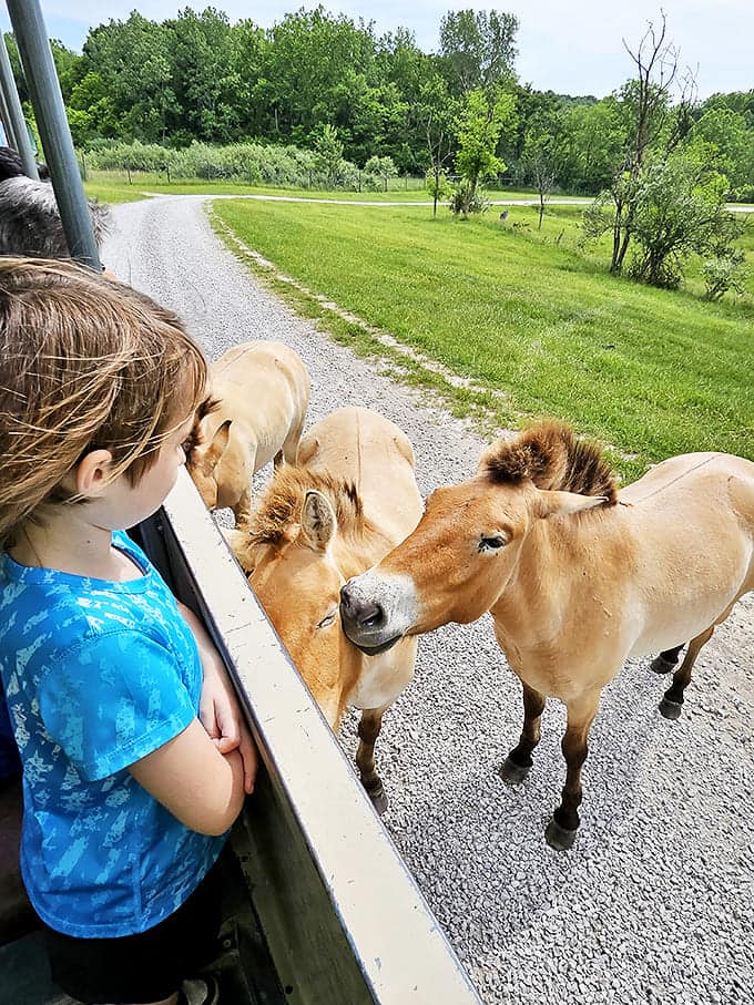 A child's wonder meets a Przewalski's horse's curiosity &ndash; two species discovering each other across the divide of a safari vehicle window.
