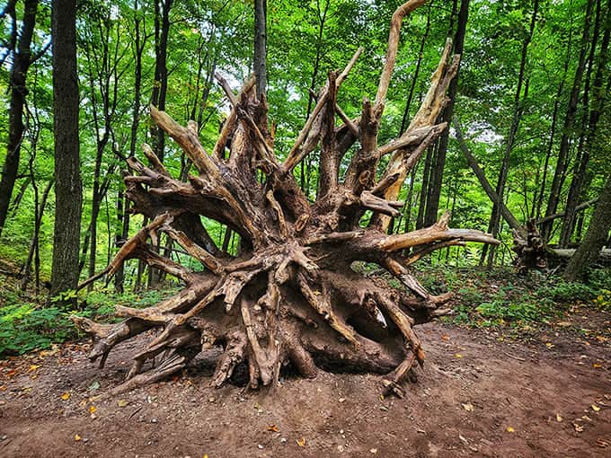 This magnificent tree stump looks like nature's sculpture garden, proving that even in death, trees can be absolutely stunning conversation pieces on the trail.