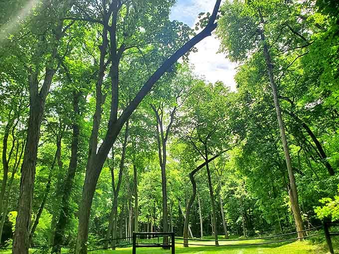 Cathedral of green: where sunlight plays hide-and-seek through leaves, creating nature's stained glass windows without the church admission fee.