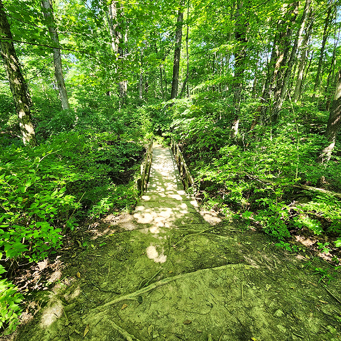 Sunlight plays peek-a-boo through the canopy, dappling this inviting trail with nature's own version of disco lighting.