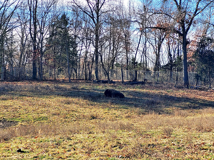 A peaceful corner of the park where wildlife thrives, offering glimpses of deer, foxes, and countless bird species.