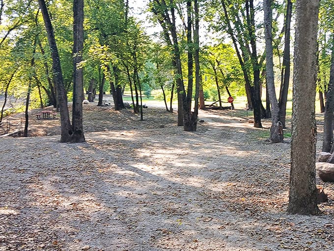 Dappled sunlight filters through the trees, creating the perfect spot for a picnic or moment of quiet reflection.