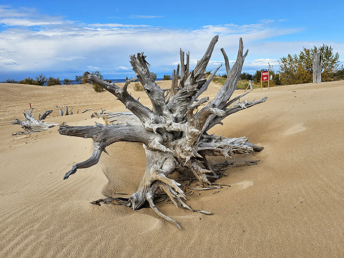 Sun-bleached driftwood creates natural sculpture gardens throughout the dunes, weathered testimonies to Lake Michigan's powerful storms and artistic tendencies.