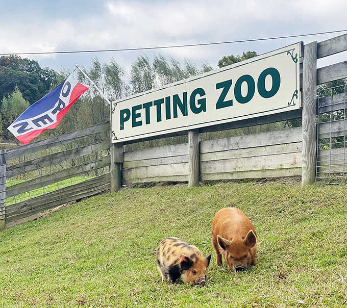 These little piggies didn't go to market – they're living their best lives at Fox's High Rock Farm, snorting with contentment.