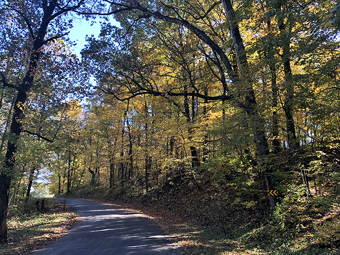 Autumn's golden tunnel beckons travelers through a canopy of color &ndash; driving here feels like passing through nature's cathedral.