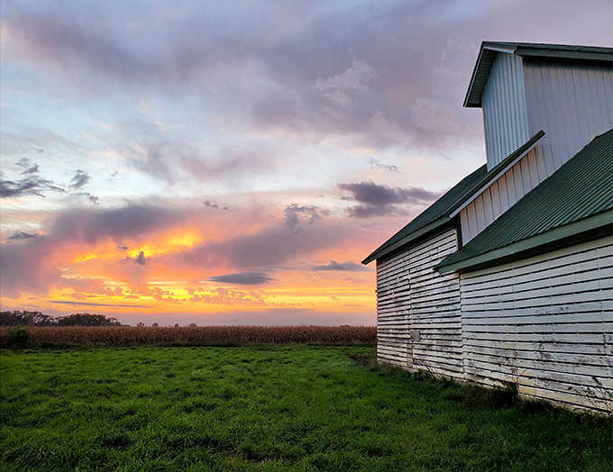 Golden hour at the farm transforms ordinary pastures into something magical, proving that Illinois sunsets rival anywhere on Earth.