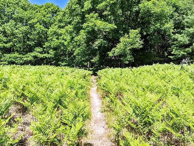 A path through fern-filled wilderness beckons adventurers to explore beyond the beach, promising discoveries around every bend.