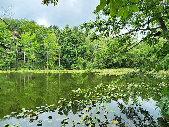 Mother Nature's mirror effect: lily pads frame the perfect reflection of summer greenery in this tranquil woodland pond.