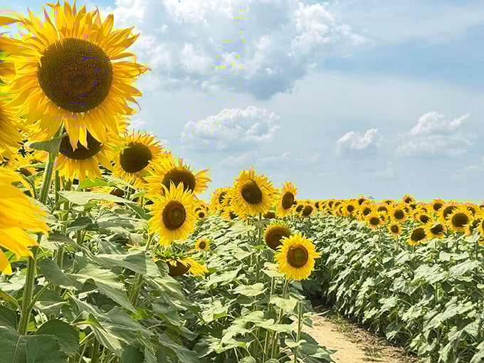 Mother Nature showing off her best work &ndash; if sunflowers could talk, they'd probably just be saying "ta-da!" on repeat all day long.