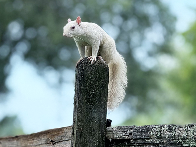 Nature's little magic trick &ndash; this white squirrel pauses just long enough for you to wonder if you're seeing things.