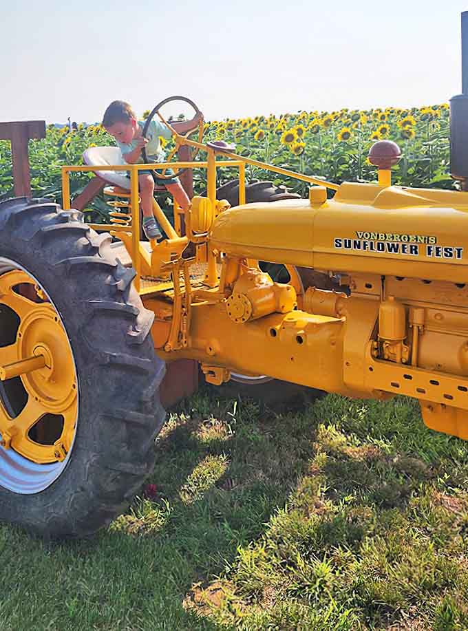 This vintage yellow tractor isn't just Instagram bait &ndash; it's a working piece of farm history that perfectly complements its golden surroundings.