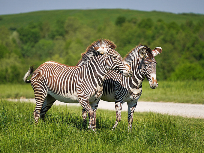 Zebras strike elegant poses across The Wilds' grasslands, their distinctive stripes creating living optical illusions against the Ohio countryside.