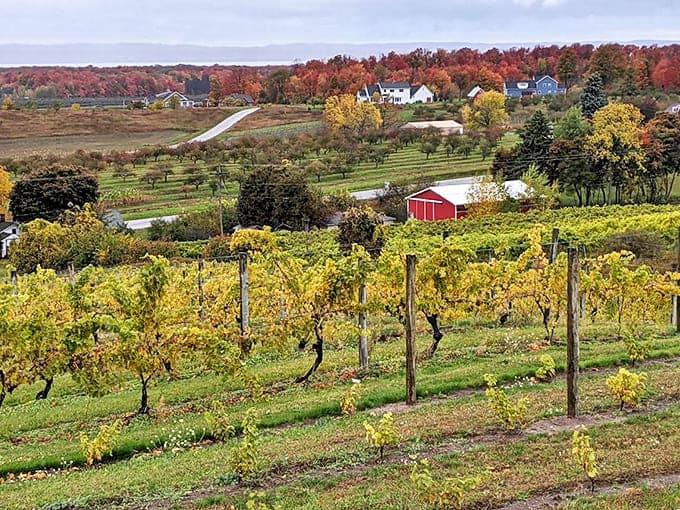 Vineyard: Neat rows of vines stretch toward the horizon, where autumn's paintbrush has transformed the landscape into a tapestry of gold and crimson.