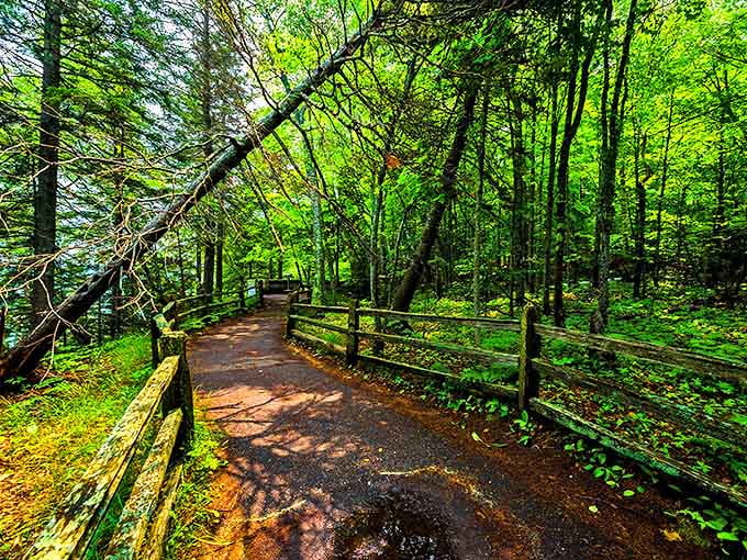 Nature's cathedral &ndash; sunlight filters through the forest canopy, creating a dappled pathway that beckons explorers deeper into its embrace.