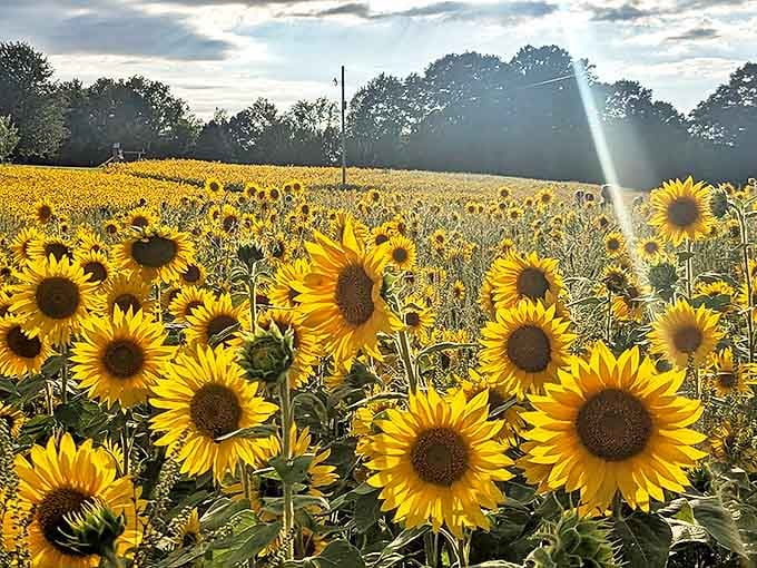 Gorby Sunflowers offers row after perfect row of sunny blooms, creating natural pathways that beg to be explored.