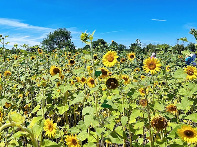 Lannon Sunflower Farm offers a golden escape just minutes from Milwaukee. Who knew paradise was hiding just off the highway?