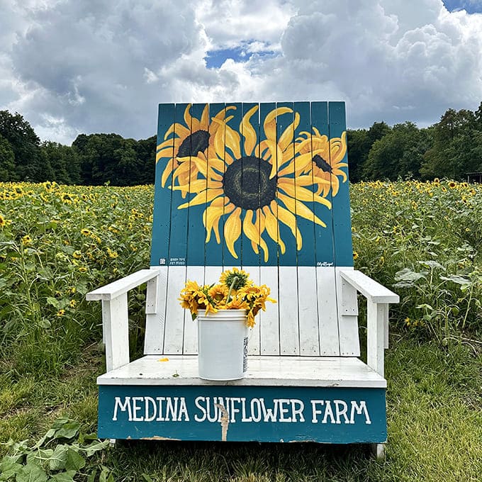 Medina Sunflower Farm's charming painted chair invites visitors to become part of the landscape, surrounded by cheerful blooms and summer memories.