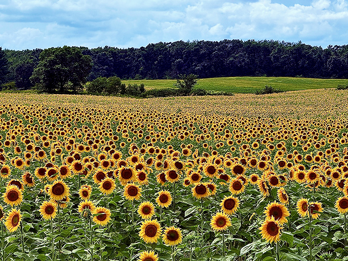 The perfect Wisconsin summer day unfolds at Sopa Fairview Farm, where sunflowers stretch toward blue skies dotted with cotton-candy clouds.