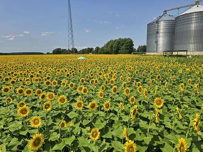 The Suns Flower creates a stunning contrast between industrial farm silos and delicate golden blooms, showcasing Ohio's agricultural beauty.