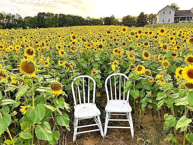 Gorby Sunflowers places charming white chairs among their sunflower fields, creating Instagram-worthy photo spots that capture summer's essence.