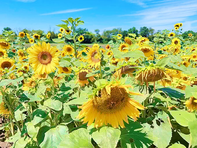 The rustic wooden archway at Lannon Sunflower Farm creates a perfect frame for photos, inviting visitors to step into a world of golden blooms.