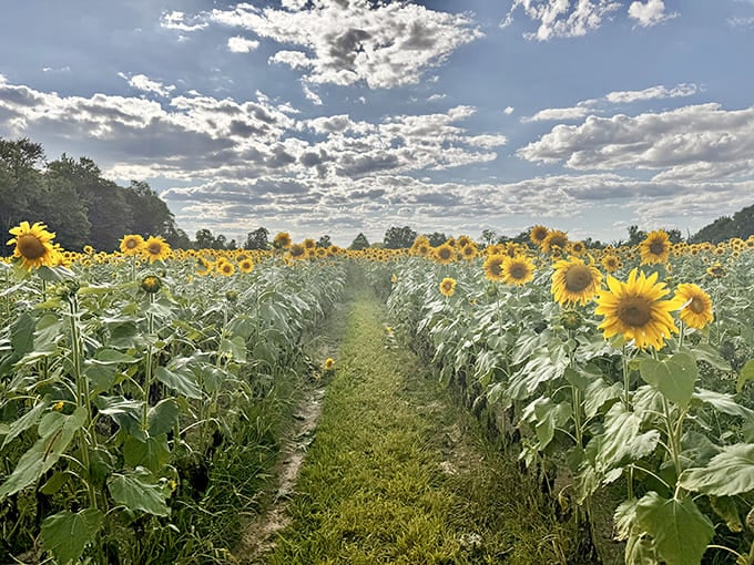 Walking paths at Medina Sunflower Farm create natural hallways of sunshine, where visitors can wander between towering green stalks topped with gold.