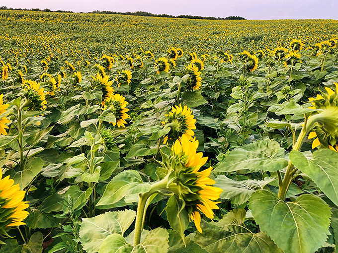 Sopa Fairview Farm's meticulously maintained pathways invite visitors to lose themselves in a labyrinth of sunshine and green.