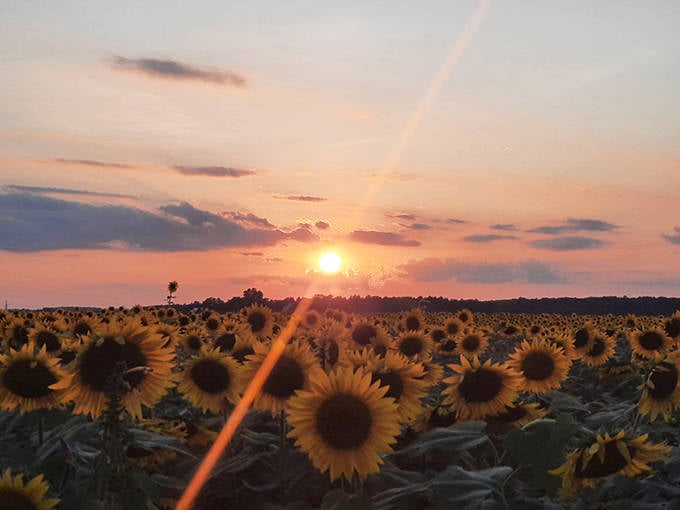 Sunset bathes The Suns Flower in magical light, transforming thousands of sunflower faces into a glowing sea of gold against the twilight sky.