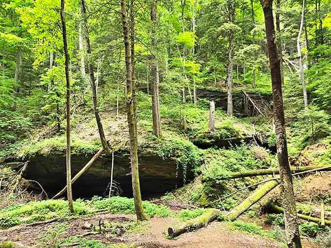 A hidden sinkhole reveals itself among verdant growth, where moss-covered rocks and ferns create nature's perfect terrarium in miniature.