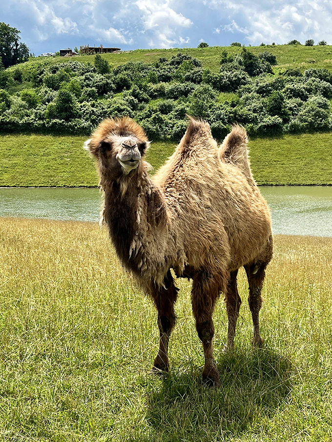 This Bactrian camel looks perpetually unimpressed yet perfectly at home, sporting two humps that store fat&mdash;nature's original to-go containers.