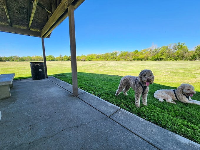 Four-legged friends enjoying the simple pleasures of Waynesville's open spaces. Dogs who vacation better than most humans.