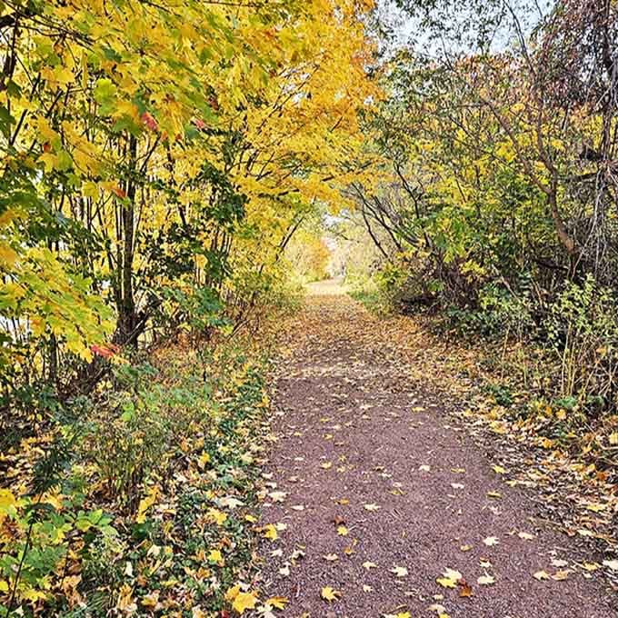 Autumn leaves create a golden tunnel along the Brownstone Trail, where every step crunches with satisfying seasonal percussion.