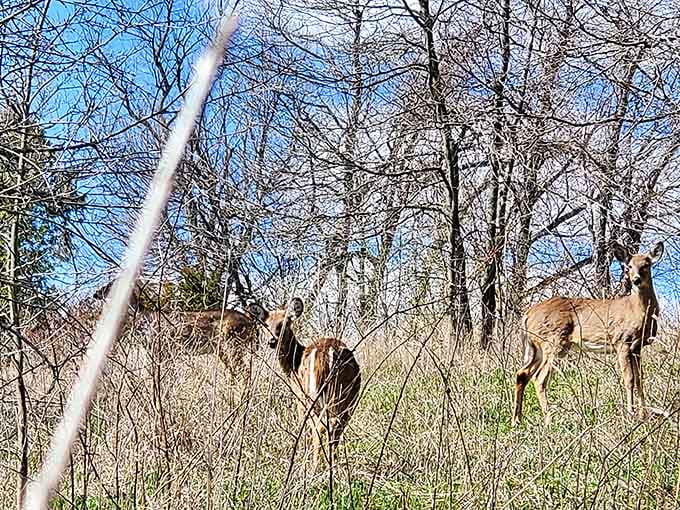 Deer: Nature's most elegant neighbors caught mid-gossip &ndash; "Did you see what that hiker was wearing? Plaid with those boots? Oh deer."