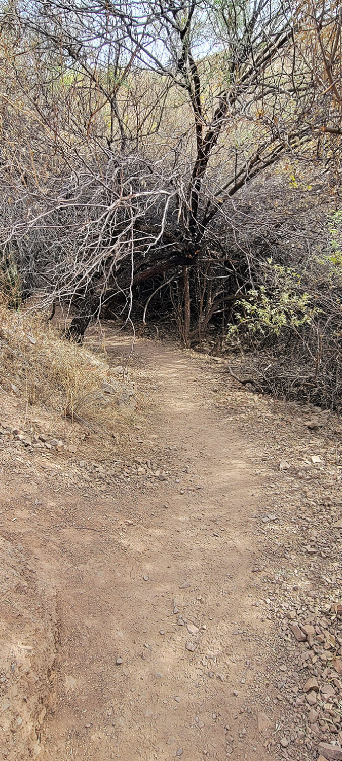 The trail beckons adventure-seekers through a natural archway of desert vegetation &ndash; nature's version of "this way to paradise."