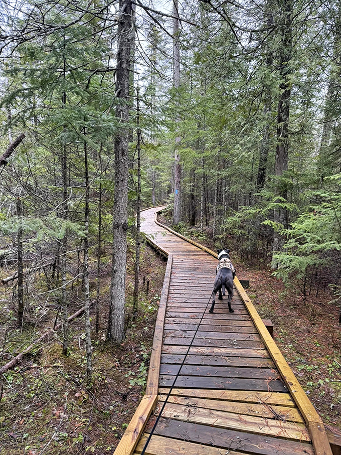 Four-legged trail critics give their approval &ndash; this wooden boardwalk passes the sniff test with flying colors.