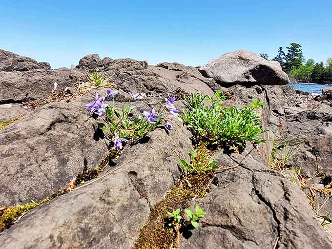 Flowers: Delicate purple blooms finding life among volcanic rock &ndash; nature's reminder that beauty thrives in the most unlikely places.