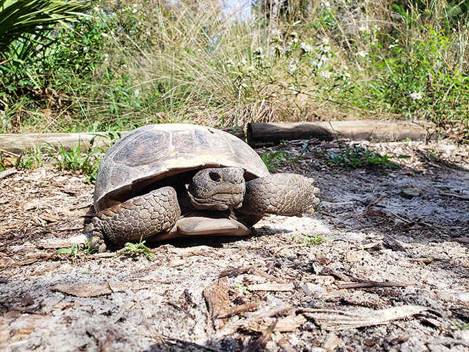 Excuse me, coming through! This gopher tortoise, Florida's living bulldozer, takes life at its own prehistoric pace.