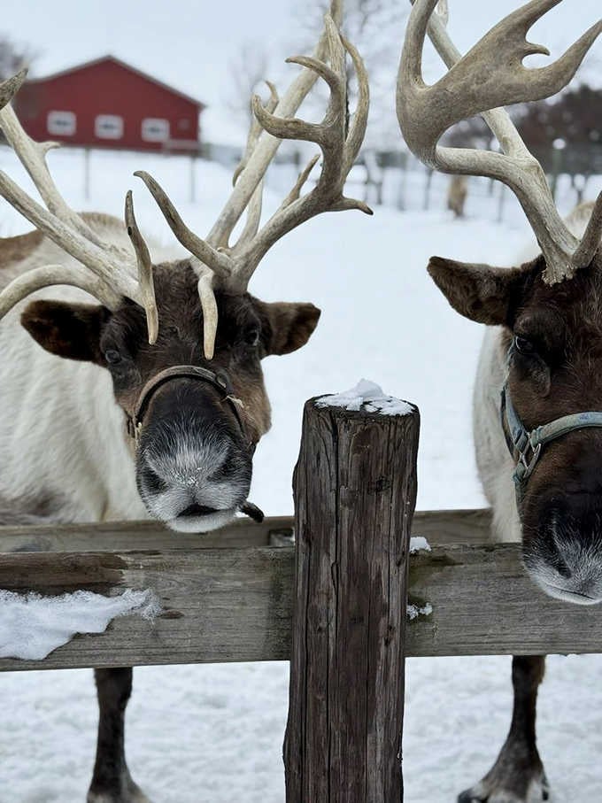 Up-close encounters with these magnificent creatures reveal intelligent eyes and impressive antlers that make ordinary deer look positively underdressed.