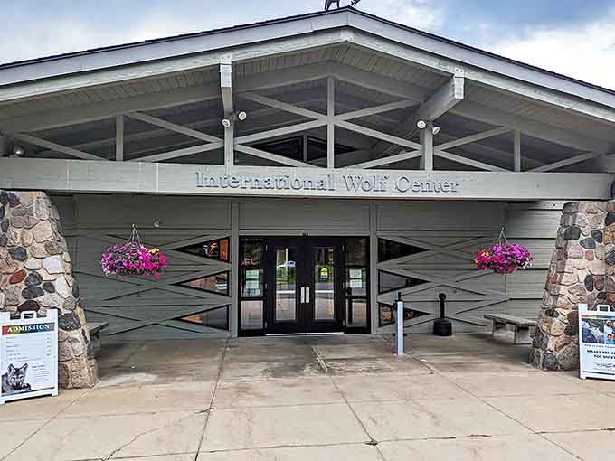 The International Wolf Center offers rare glimpses into wolf behavior, turning visitors into advocates for these misunderstood predators through education rather than fear.