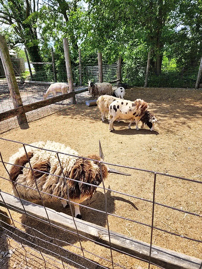 Jacob sheep showcase their distinctive multi-horned profiles and patchwork coats, looking like something straight out of a fairytale farm.