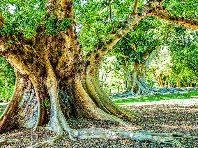 These banyan tree roots look like they're having a very slow-motion dance party that's been going on for centuries.