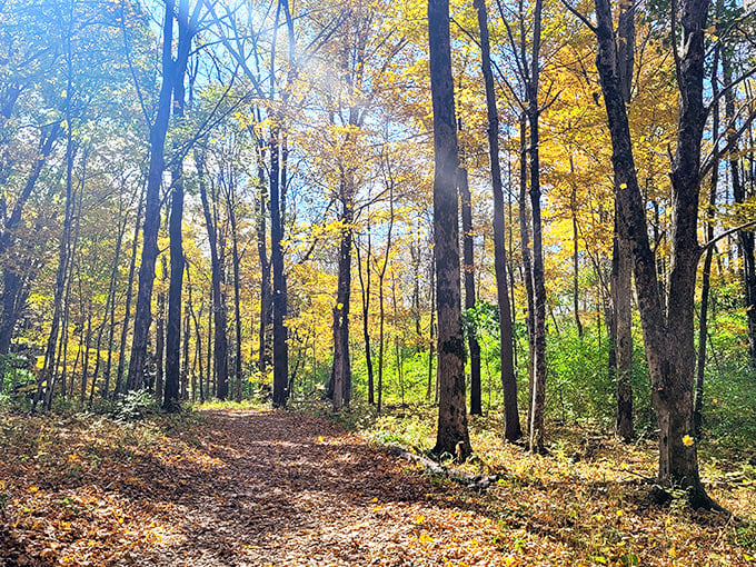 Autumn transforms Sugarcreek's hiking paths into a golden wonderland, where fallen leaves crunch satisfyingly underfoot.