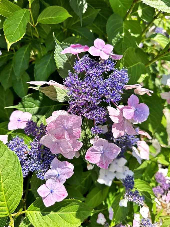 The museum grounds feature beautiful hydrangeas and flowering plants that provide a colorful, full-sized contrast to the miniature worlds inside.