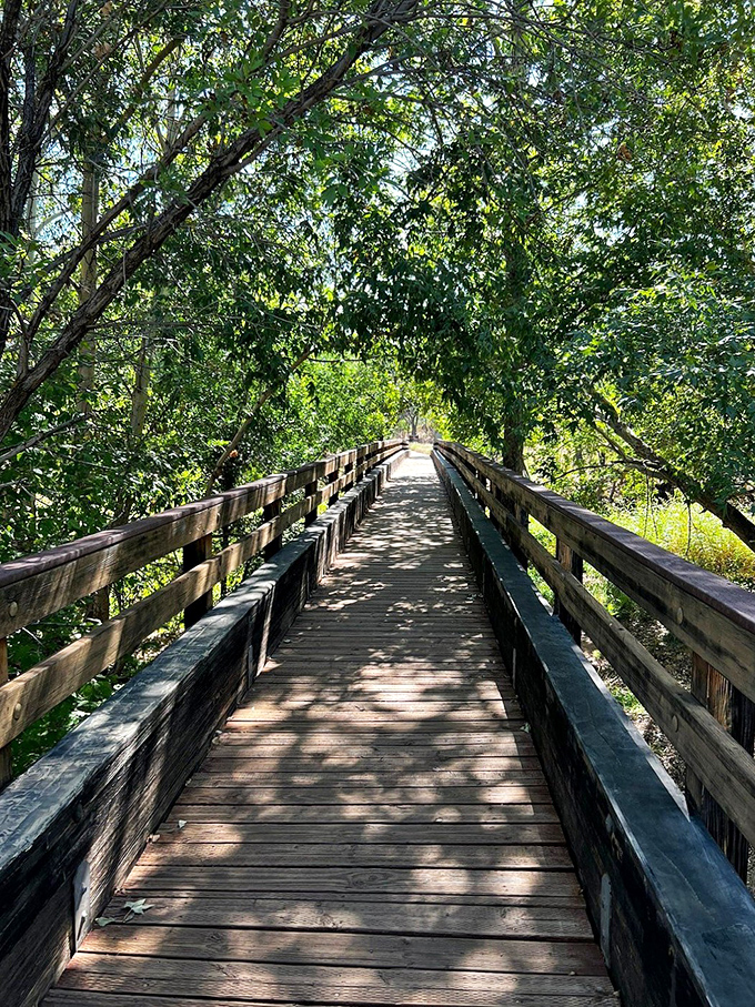 Dappled sunlight plays hide-and-seek on this shaded trail bridge, offering a cool respite from Arizona's enthusiastic sunshine.
