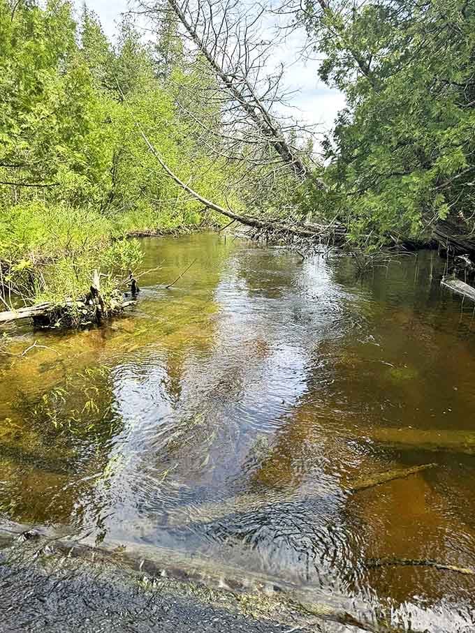 The AuSable's amber waters flow gently over sandy bottoms, creating nature's own meditation app &ndash; no subscription required.